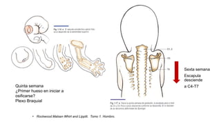 RECUENTO ANATOMICO Y EXPLORACION DE HOMBRO | PPTX