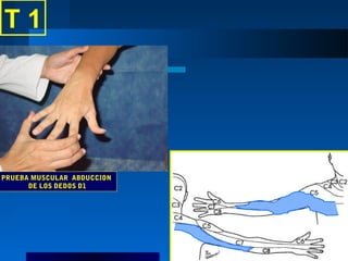 Exploracion de la columna cervical | PPT