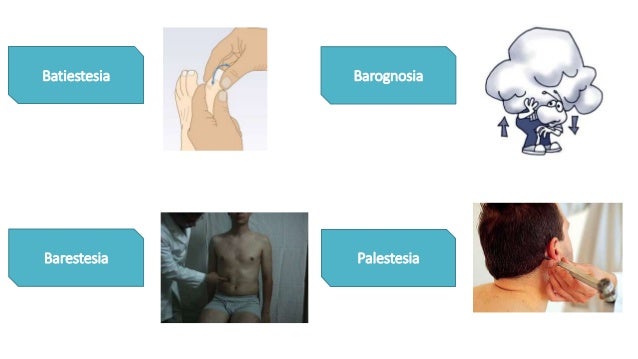 Exploracion de la sensibilidad