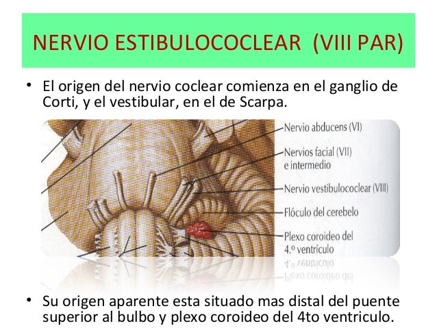 Exploracion de los pares craneales