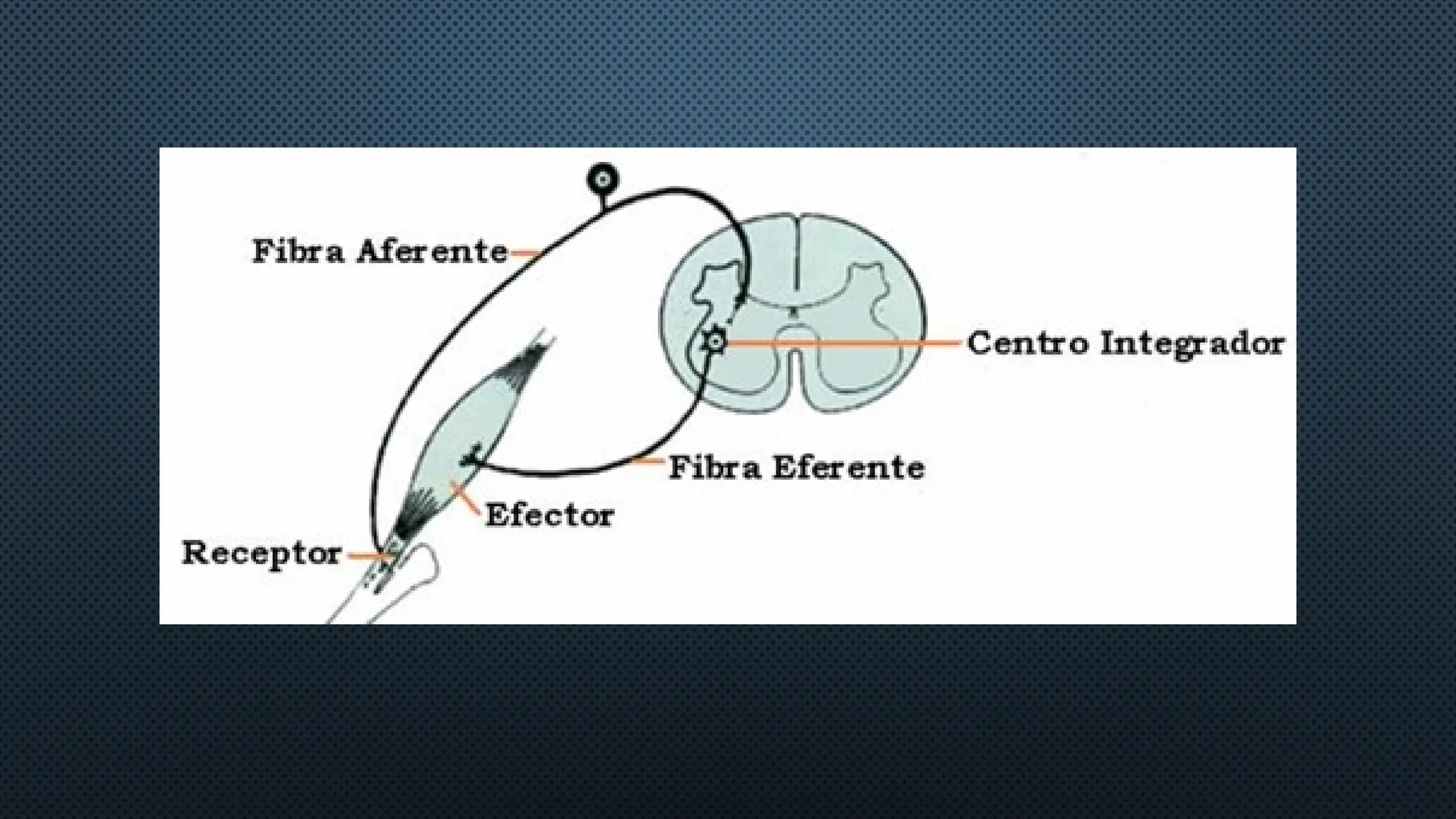 fisiologia de la EXPLORACION DE LOS REFLEJOS.pptx