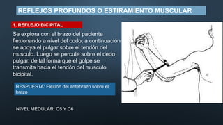 fisiologia de la EXPLORACION DE LOS REFLEJOS.pptx