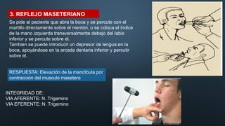 fisiologia de la EXPLORACION DE LOS REFLEJOS.pptx