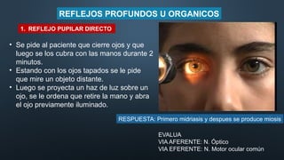 fisiologia de la EXPLORACION DE LOS REFLEJOS.pptx