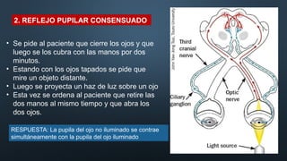 fisiologia de la EXPLORACION DE LOS REFLEJOS.pptx