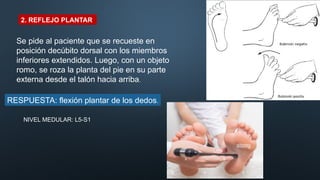 fisiologia de la EXPLORACION DE LOS REFLEJOS.pptx