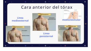 ANATOMIA DE TORAX Y EXPLORACION DE TORAX | PPTX