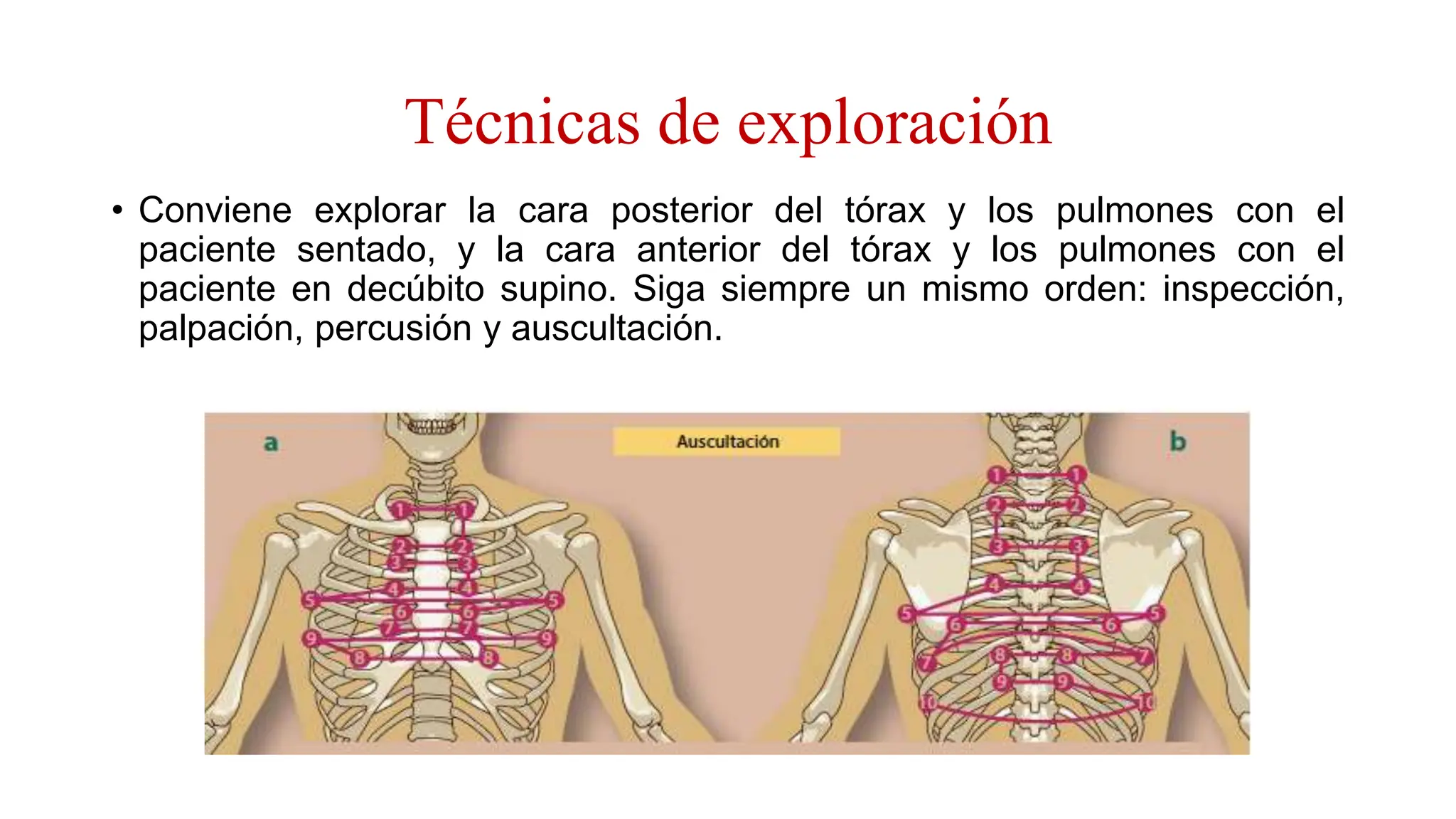 Exploración física en tórax.pptx de cardiologia | PPT