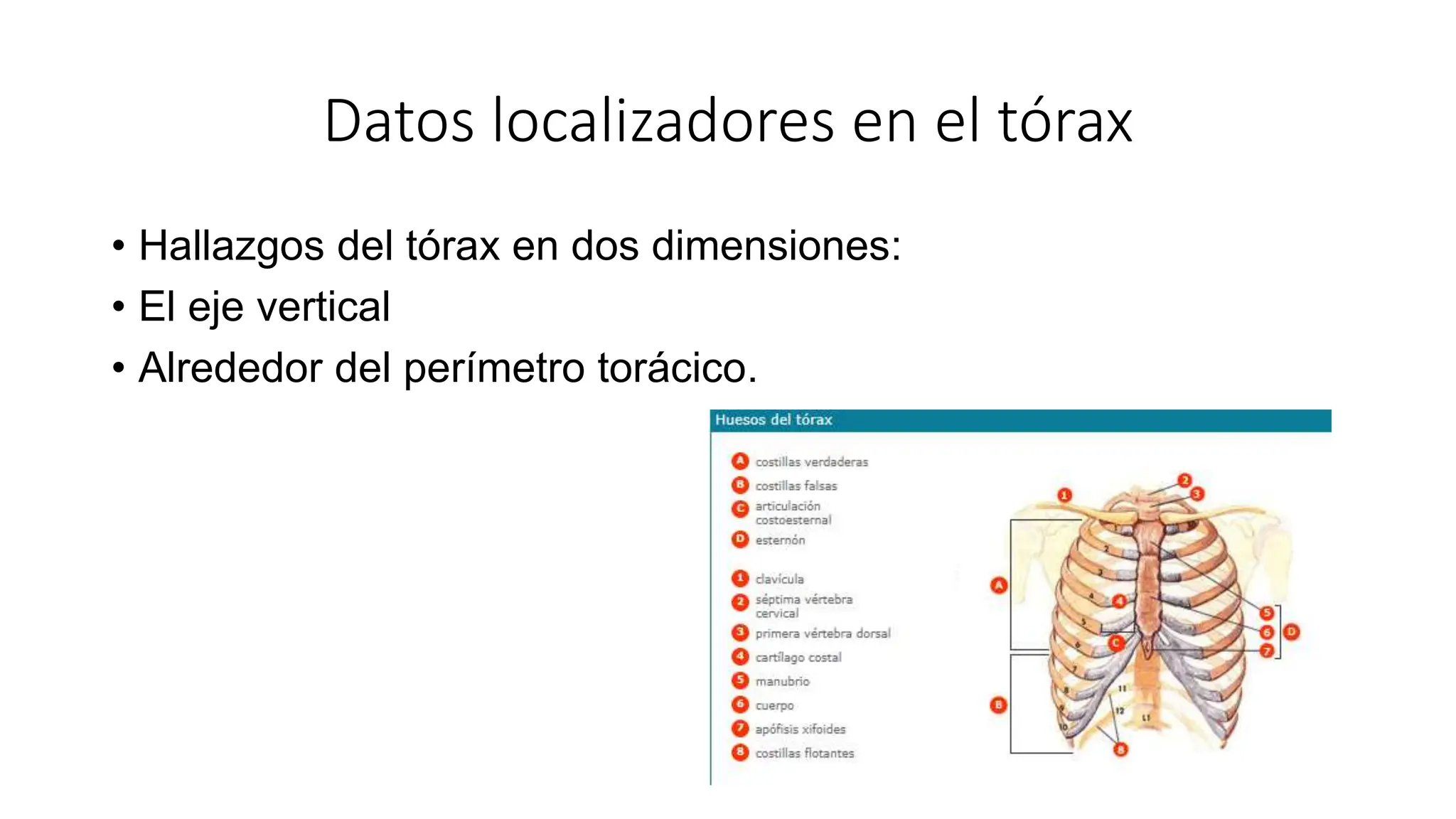Exploración física en tórax.pptx de cardiologia | PPT