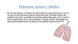 Exploración física en tórax.pptx de cardiologia | PPTX