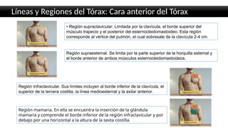 Exploracion Física y Semiología del tórax ok.pptx