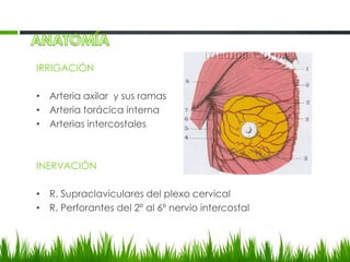 Exploracion mamaria | PPT
