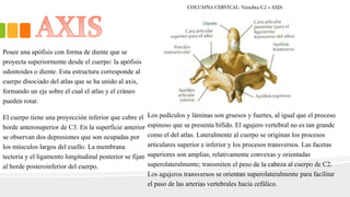Exploracion plexo braquial | PPTX