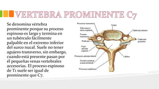 Exploracion plexo braquial | PPTX