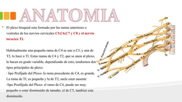 Exploracion plexo braquial | PPTX