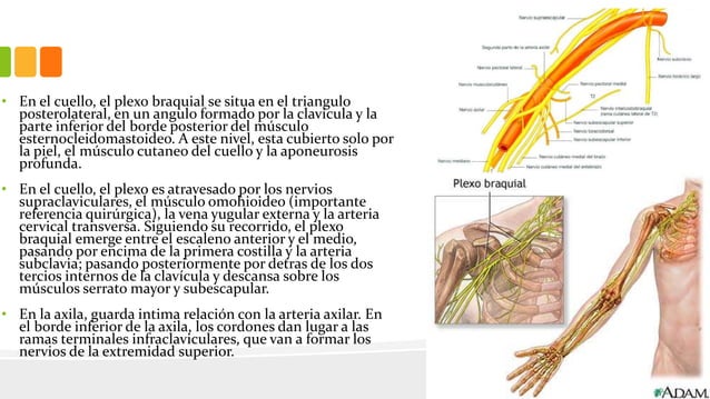 Exploracion plexo braquial | PPTX