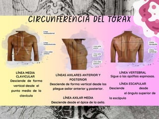 Exploracion Pulmonar semiologia medicina | PPTX