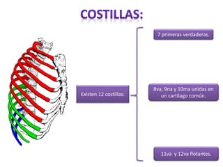 exploracion semiologica de torax respiratorio. DIAPOSITIVAS!!!.pptx