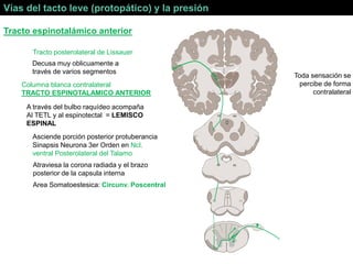 Exploracion sensibilidad. Organización anatómica, | PPTX