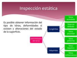Exploracion toracica | PPTX