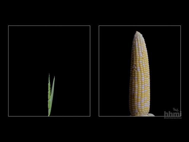 2015 SF Exploratorium Lecture: "Corn: Diversity and Origins" | PPT