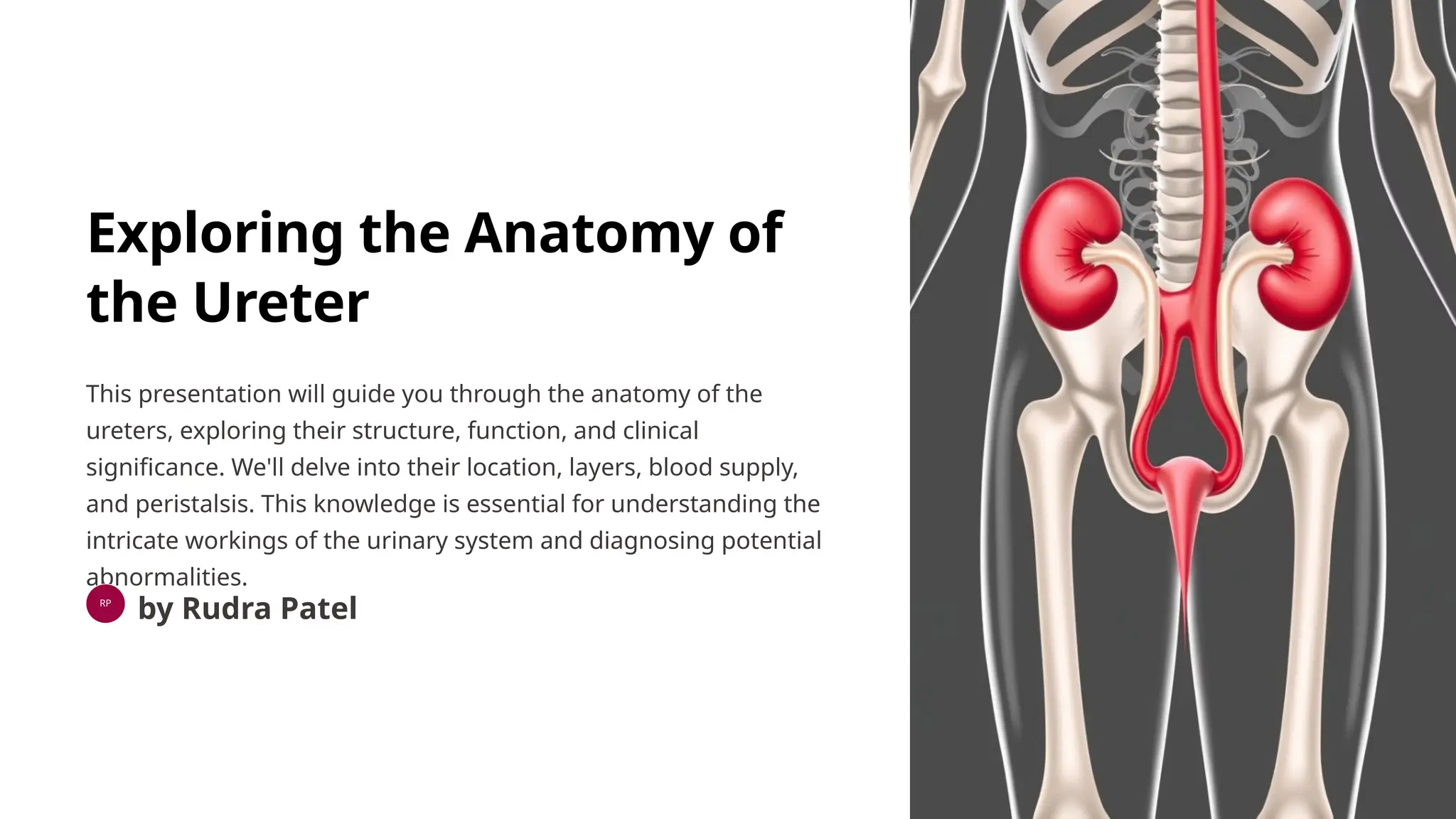 Exploring-the-Anatomy-of-the-Ureter.pptx