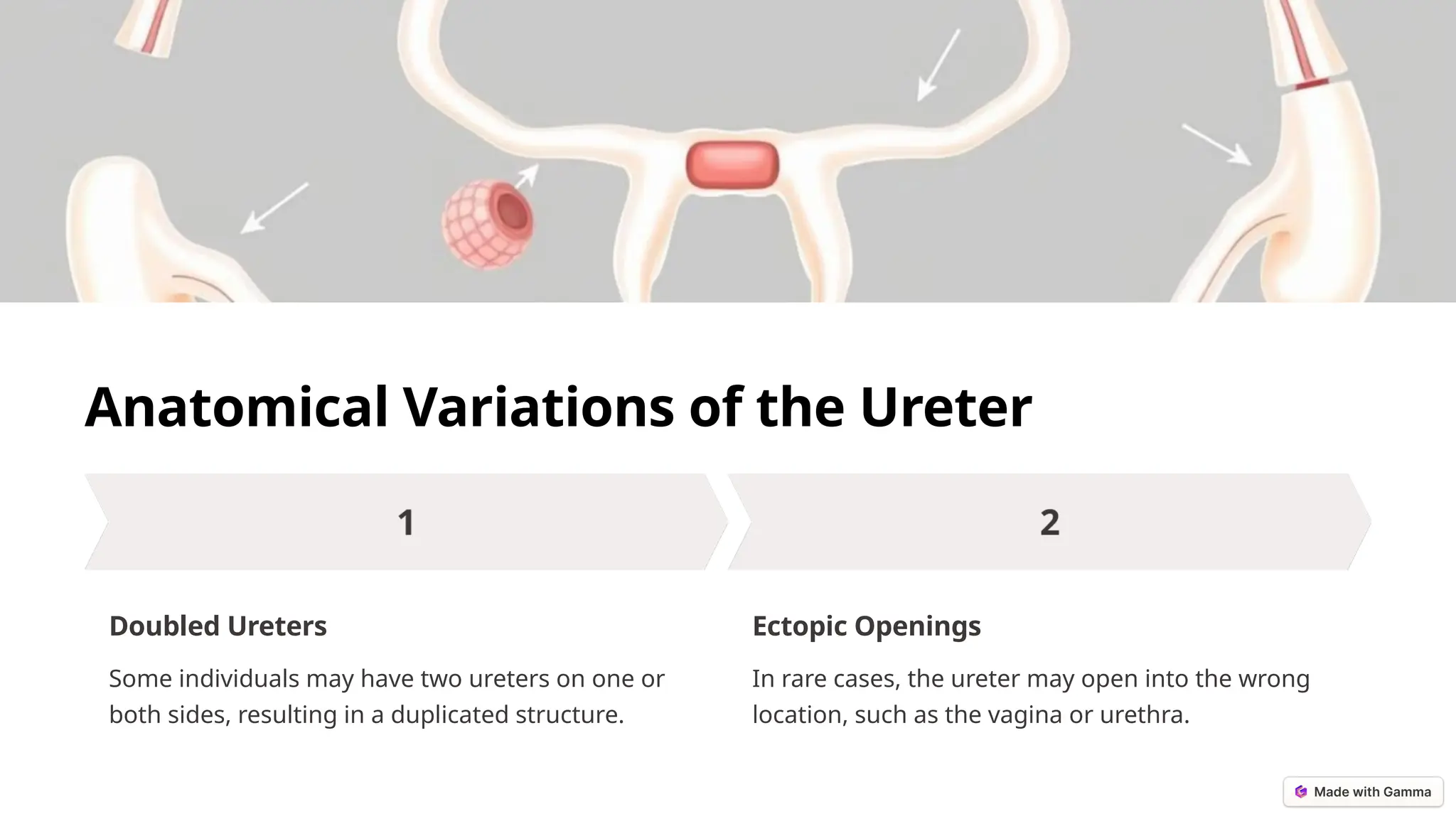 Exploring-the-Anatomy-of-the-Ureter.pptx