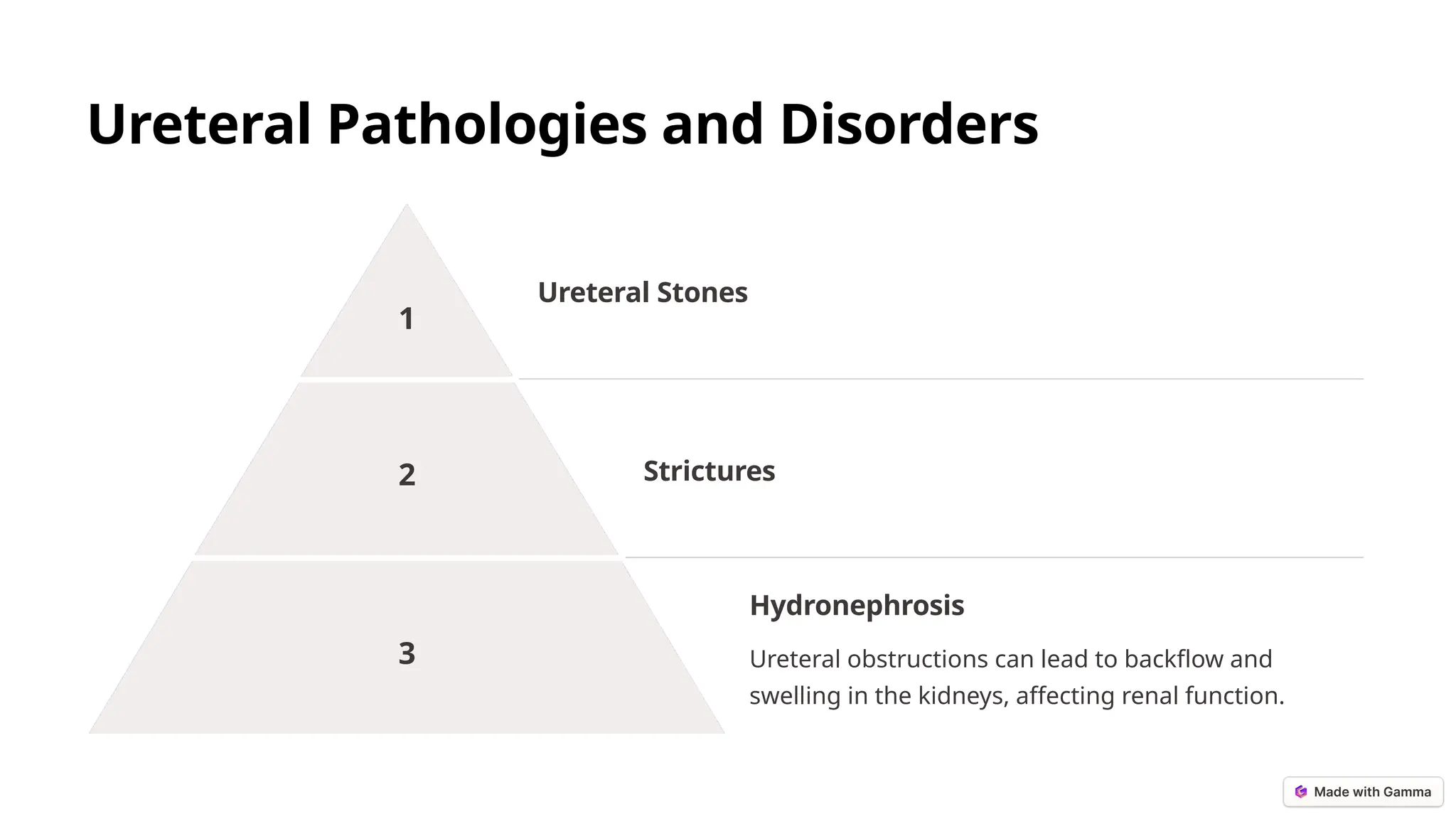 Exploring-the-Anatomy-of-the-Ureter.pptx