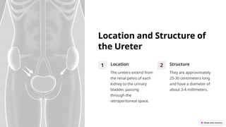 Exploring-the-Anatomy-of-the-Ureter.pptx