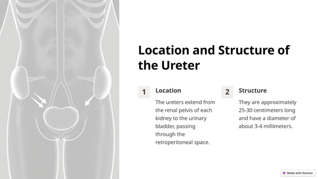 Exploring-the-Anatomy-of-the-Ureter.pptx