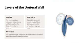 Exploring-the-Anatomy-of-the-Ureter.pptx