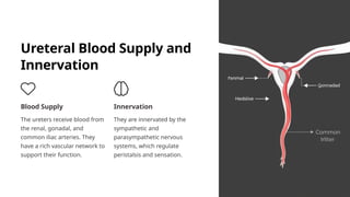 Exploring-the-Anatomy-of-the-Ureter.pptx