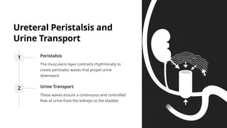 Exploring-the-Anatomy-of-the-Ureter.pptx