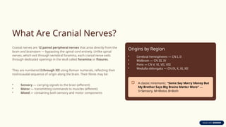 Comprehensive Exploration of the Twelve Cranial Nerves: Structure ...