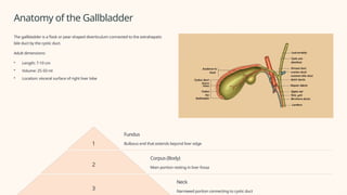Exploring-the-Gallbladder-and-Extrahepatic-Biliary-Tract-Anatomy-and ...