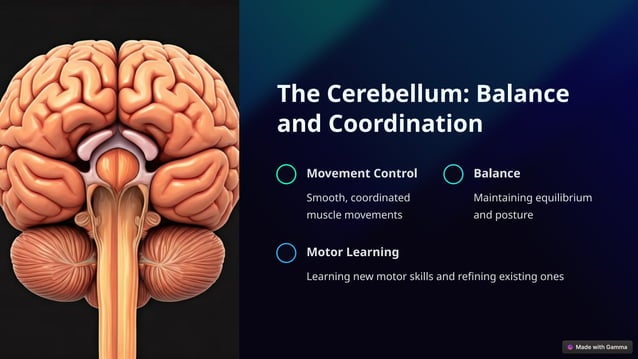 Exploring-the-Human-Brain.;;;mmmmmmmmmmm | PPTX