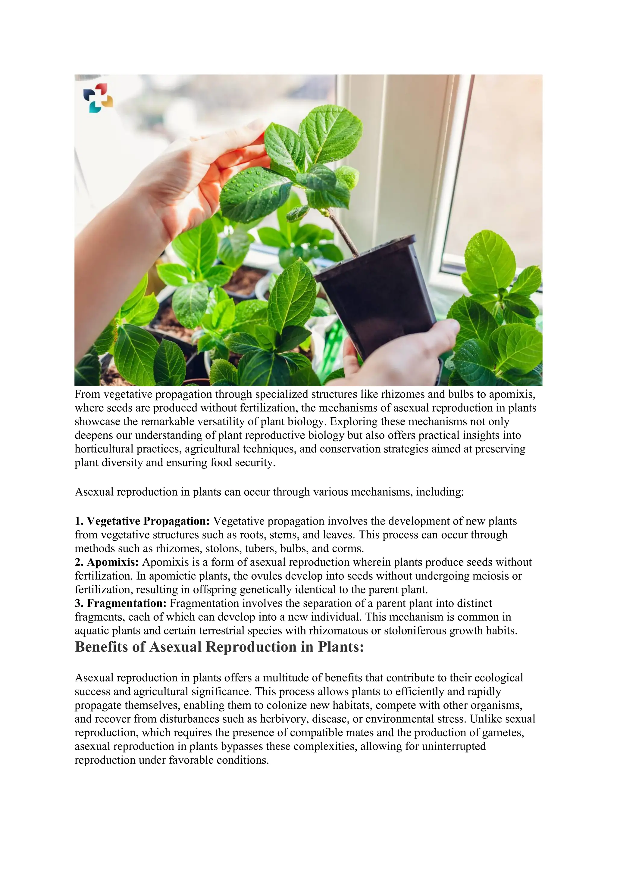 Exploring Asexual Reproduction in Plants: Mechanisms, Benefits, and ...