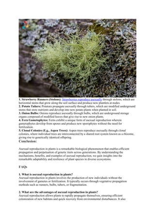 Exploring Asexual Reproduction in Plants: Mechanisms, Benefits, and ...