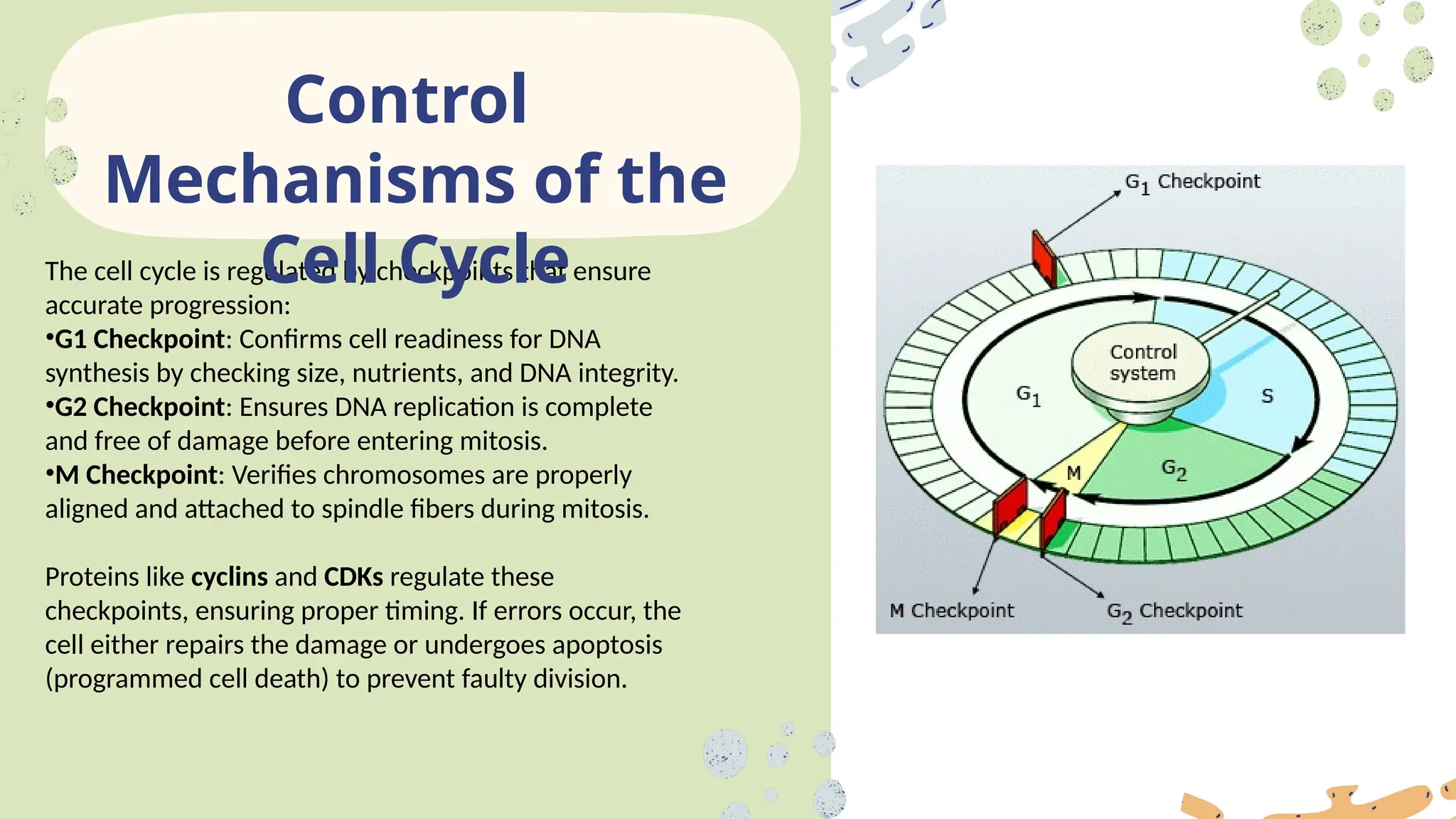 Exploring Cells division in details.pptx