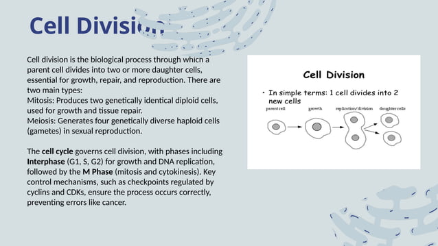 Exploring Cells division in details.pptx