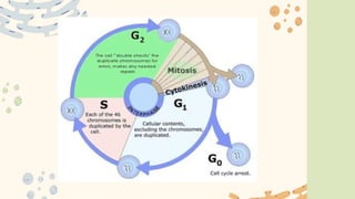 Exploring Cells in Detail Education Presentation in 0 Hand Drawn ...