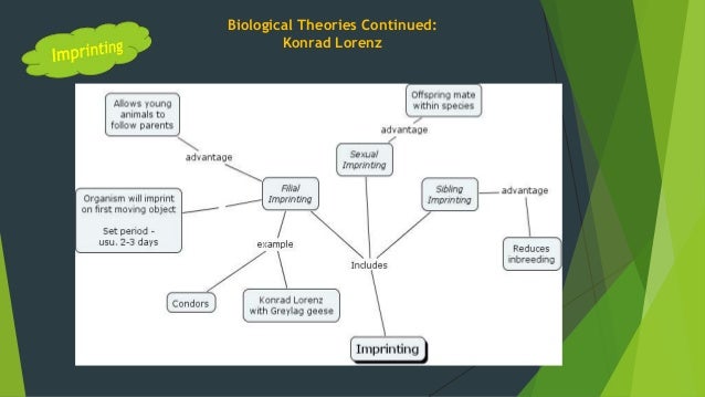 Exploring child development
