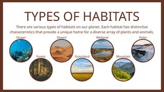 Exploring Different Types of Habitats Presentation in Brown ...