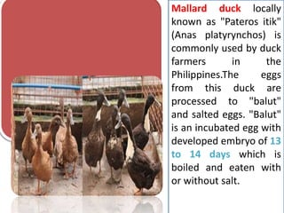 Exploring the Potentials of Duck-based Enterprises Including Health ...