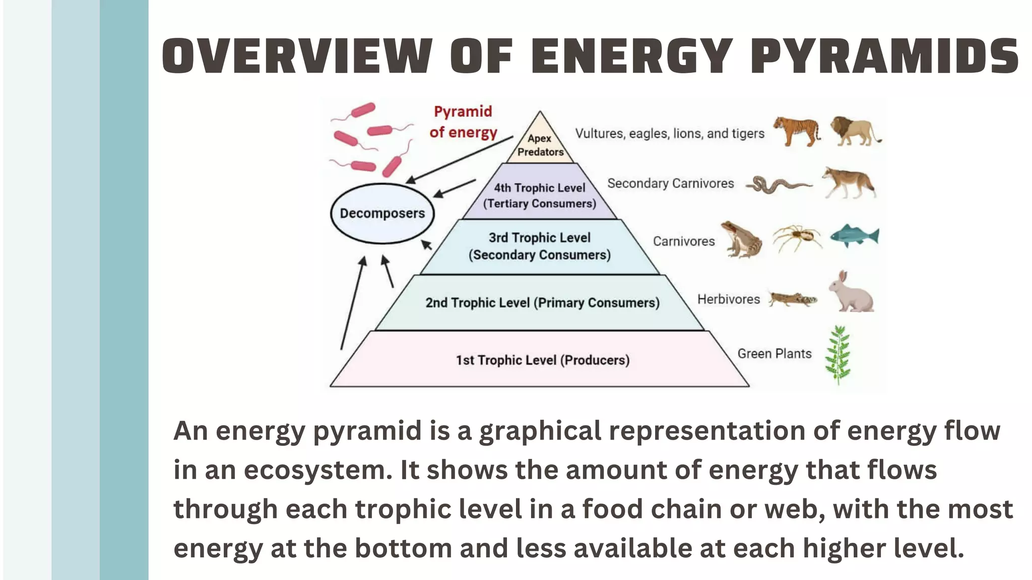 A Comprehensive Guide to Ecosystems, Food Chains, Food Webs, and Energy ...