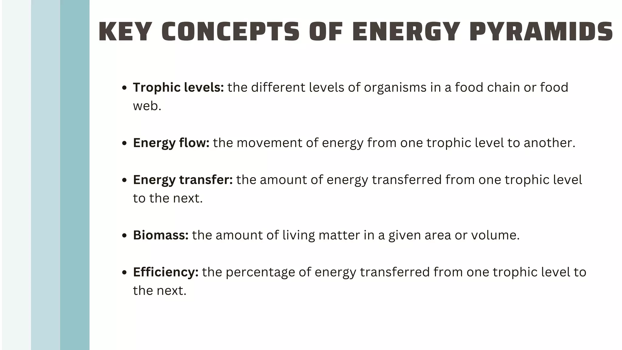 A Comprehensive Guide to Ecosystems, Food Chains, Food Webs, and Energy ...