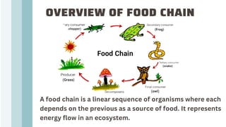 A Comprehensive Guide to Ecosystems, Food Chains, Food Webs, and Energy ...