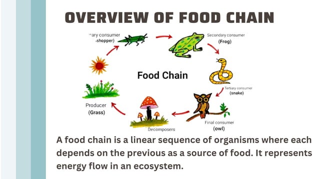 A Comprehensive Guide to Ecosystems, Food Chains, Food Webs, and Energy ...
