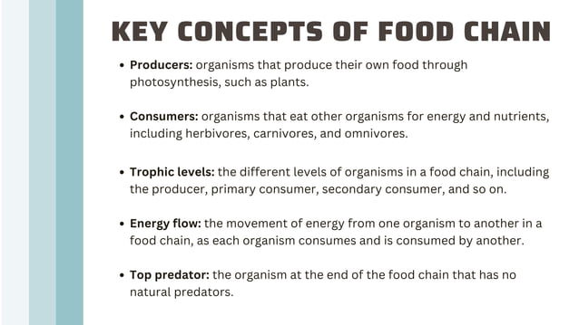 A Comprehensive Guide to Ecosystems, Food Chains, Food Webs, and Energy ...