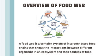 A Comprehensive Guide to Ecosystems, Food Chains, Food Webs, and Energy ...